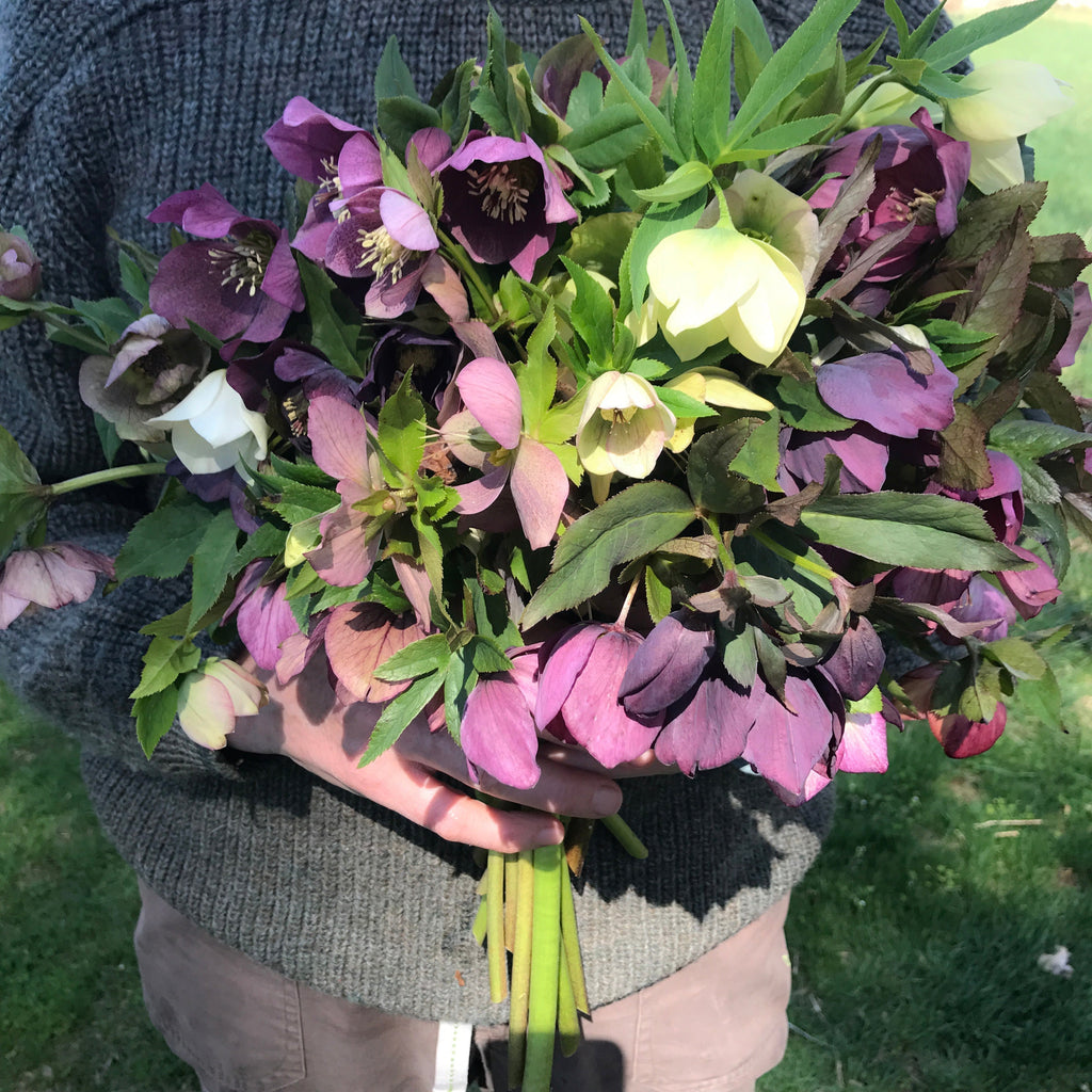 Hellebores, Not Hell-a-Boring: Spring's First Bloom – Janet Mavec